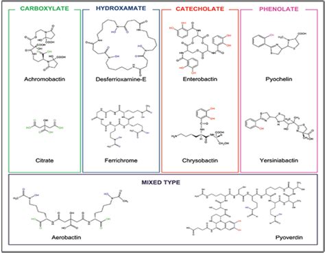 Structures Of Different Classes Of Bacterial And Fungal Siderophores