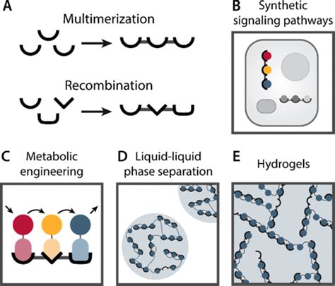 Scaffolding Proteins