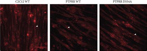 Ptprr Significantly Reduced Musk Dependent Achr Clustering In C2c12