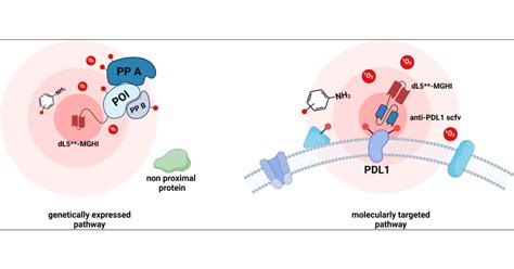 Genetically Encoded Near Infrared Photocatalysis For Proximity Labeling Of Subcellular Proteome
