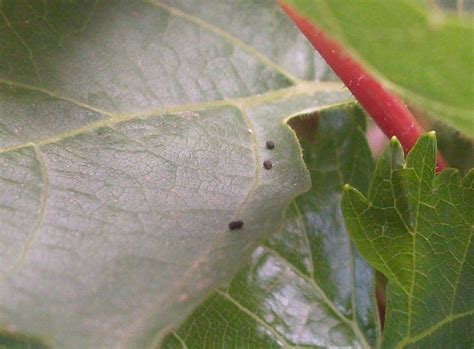 Insecte à Indentifier