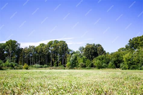 Premium Photo Plot With A Lawn In The Forest Plot Prepared For Sale Building A House In Nature