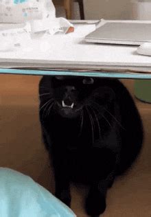 Angry Black Cat 