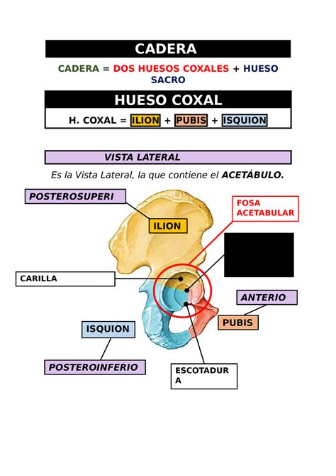 Hueso Coxal Accidentes Óseos Y Características Generales Cadera
