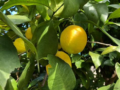 レモンの木の剪定｜時期や仕方、年次別のコツは？実がならない理由は？ Horti By Greensnap