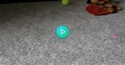 Laser Pointer Not Just For Cats Album On Imgur