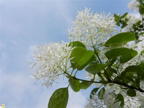 丞丞的知識分享 Sharing My Knowledge for You 四月雪 流蘇 隨拍
