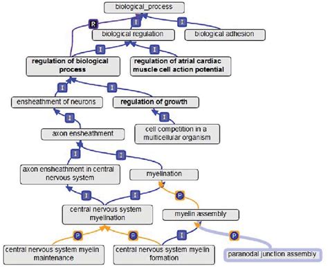 Part Of The Gene Ontology Hierarchy Relationships Download Scientific Diagram