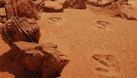 What Is An Imprint Fossil Sciencing