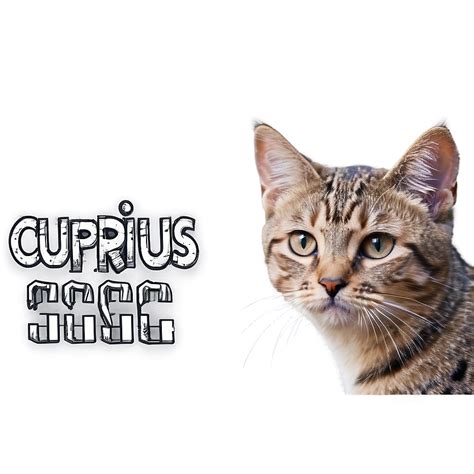 [300 ] Cat Meme Png Images