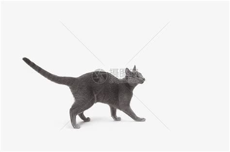 俄罗斯蓝猫高清图片下载 正版图片501459615 摄图网