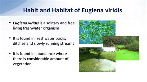 Phylum Euglenophyta Euglena Pptx