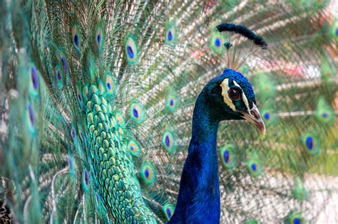 Peacock On Brownsea Island Shot On The Gh6 With The Panasonic 100