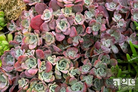 SEDUM SPATHUFOLIUM PURPUREUM Stock Photo Picture And Rights Managed Image Pic GWG SAR2058