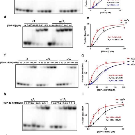 Electrophoretic Mobility Shift Assay Emsa For Determining The Binding