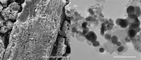 a SEM and b TEM images of the V MFB MCs SEM scale bar µm TEM Download Scientific