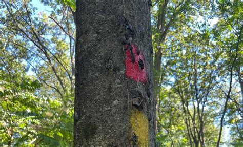 Lanternflies Are Now Swarming Staten Islands Protected Greenbelt