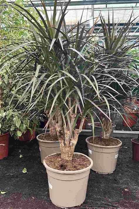 Marginata Red Branched Dracaena Indoor Plants Plantshop Me