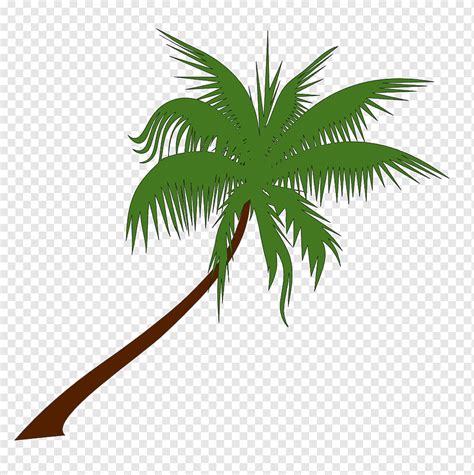 Arecaceae 코코넛 퍼블릭 도메인 트리 잎 표시 야자 나무 png PNGWing