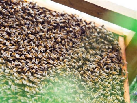 Unraveling The Fascinating Population Dynamics Of Termite Colonies