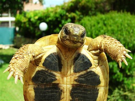 Godzilla Godzilla Turtle Creatures Godzilla Godzilla Turtle Creatures