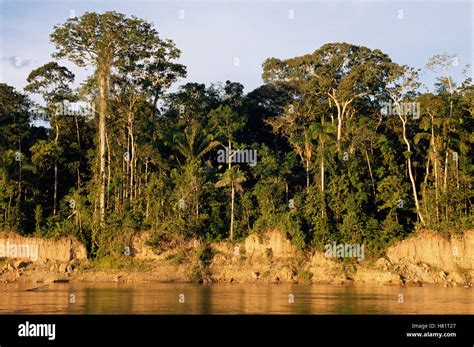 Rainforest Profile Showing Understory Up To The Canopy On Bank Of Manu