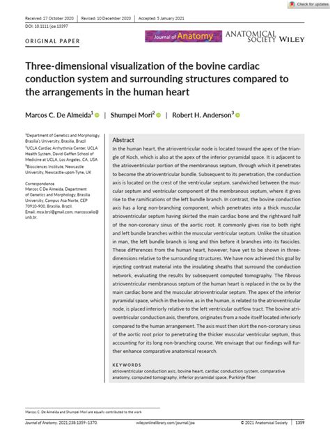 Three Dimensional Visualization Of The Bovine Cardiac Conduction System