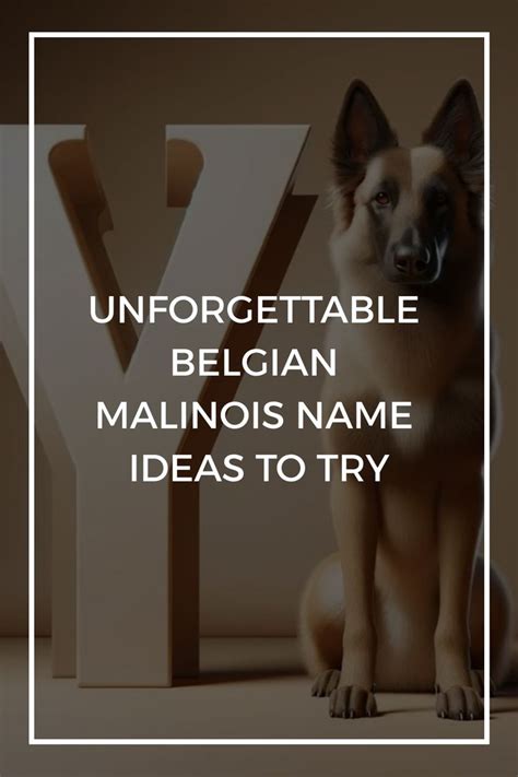 Unforgettable Belgian Malinois Name Ideas To Try Belgian Malinois
