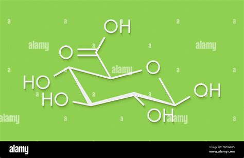 Glucuronic Acid Molecule Glucuronidation Of Xenobiotics Plays Role In