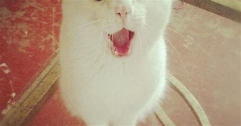 Say Hi To Emmett Imgur