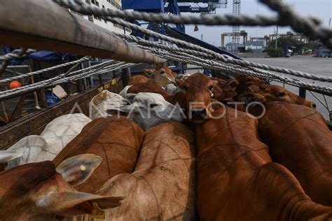 Kebijakan Impor Sapi Antara Foto