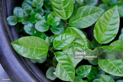 컷웜 잎 또는 열정 과일 식물 Passiflora Edulis 또는 패션 프루트 또는 마라 쿠자 나무에 대한 스톡 사진 및 기타