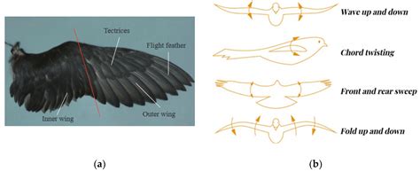 Folded Bird Wing Anatomy