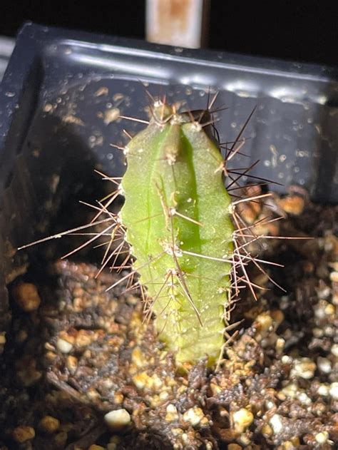 One More Set Of Keeper Jaela Cir 998 Yk Novelai Image Generation Reberron