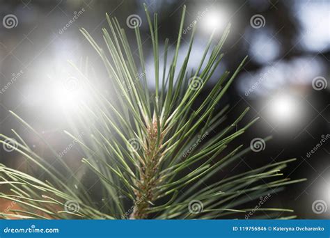 Closeup Photo Of Green Needle Pine Tree Stock Photo Image Of Pine Garden