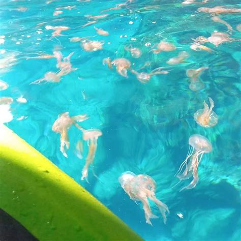 ‘jellyfish Soup Annual Mass Spawning Arrives Early All Over Malta