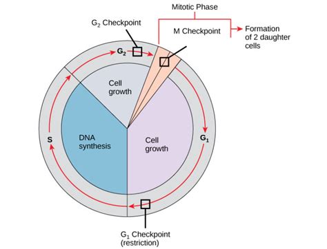 The Cell Cycle Concepts Of Biology St Canadian Edition