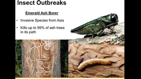 Subphylum Hexapoda Youtube