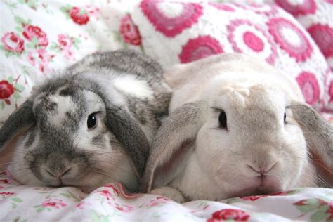 Bunny Bunny Rabbits Photo 30656955 Fanpop