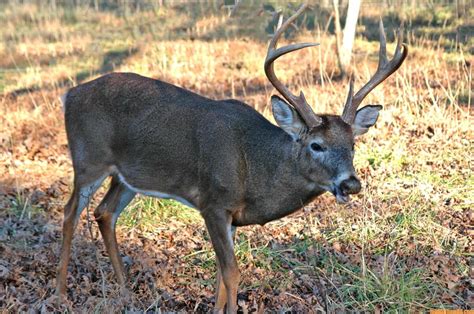 Make A Buck Come To You Day 5 Build A Honey Hole To Take Buck Deer