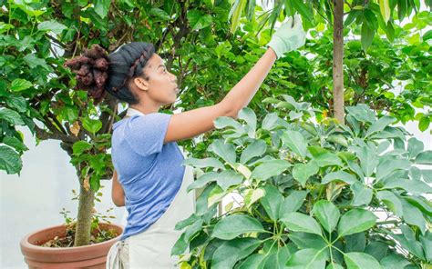 How To Conduct Tree Risk Assessment For Safety