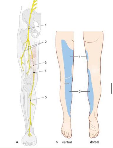 Plexus Lumbalis Karteikarten Quizlet