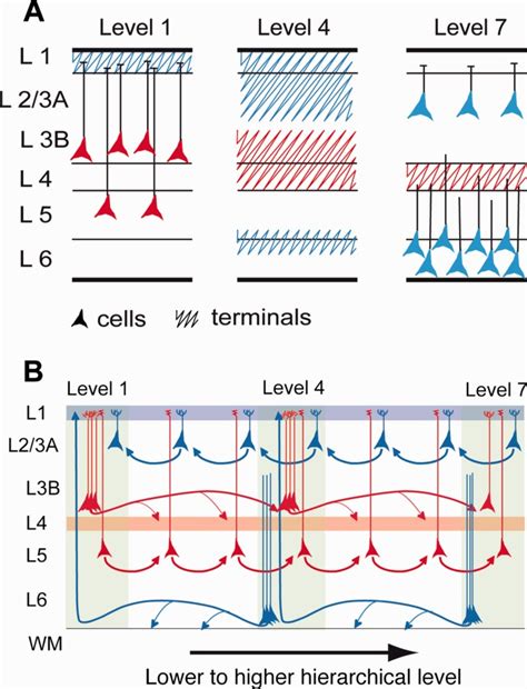 Anatomy Of Hierarchy Feedforward And Feedback Pathways In Macaque Visual Cortex Pmc