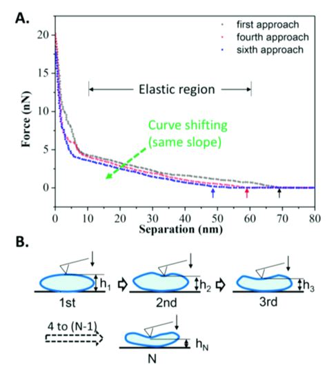 A Curve Shifting Of The Repeated Approach Curves On An Elastic Dppc