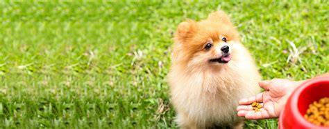 Bland Food To Help Sick Dogs Recover Faster
