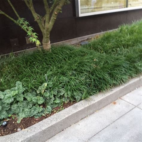 Pnw Grass With Tree And U Village Landscape