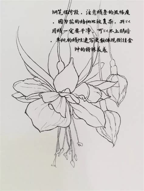 金钟花手绘 金钟花图片 大山谷图库