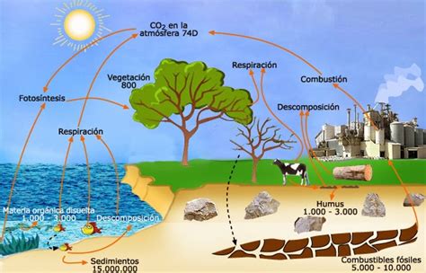 Desarrollo Sustentable Exposición Ciclos Biogeoquímicos