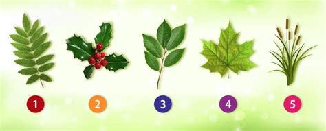 Which Leaf Do You Like The Most