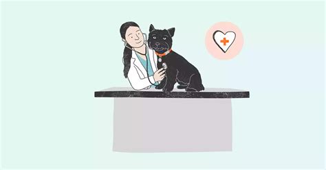 Common Vet Terms For Pet Owners Zoetis Petcare